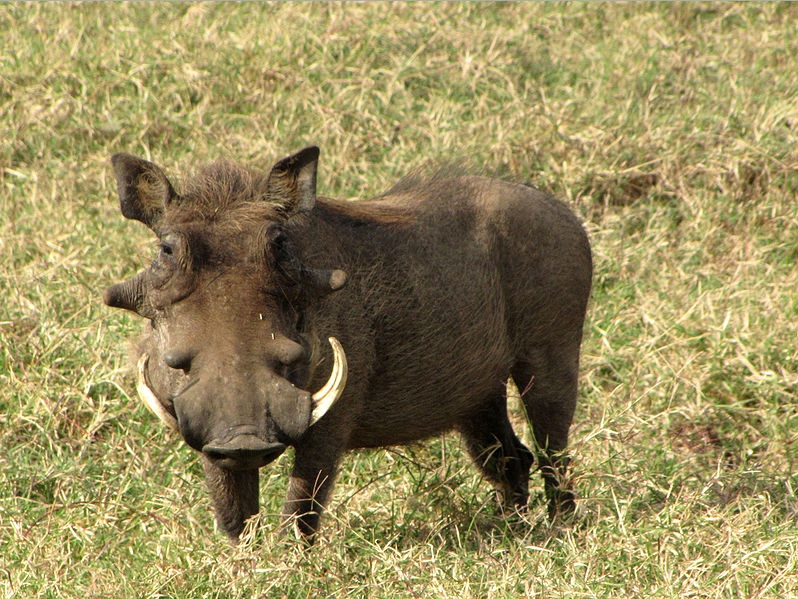 “Do old warthogs look like Vanderbilt or Mr. Gronko?” | CATERPICKLES
