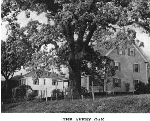 What happened to the wood of the Avery Oak tree? | CATERPICKLES