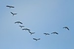 “Why do geese fly in a V-formation?” | CATERPICKLES