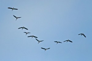 “Why do geese fly in a V-formation?” | CATERPICKLES