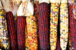 “How many colors do they grow corn in?” | CATERPICKLES