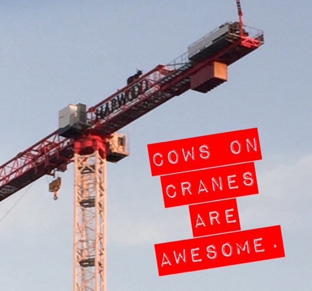 Wordless Wednesday: Cows on Cranes | CATERPICKLES