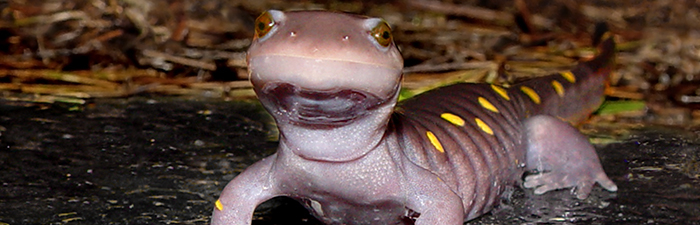 “How does a salamander catch a dragonfly?” | CATERPICKLES