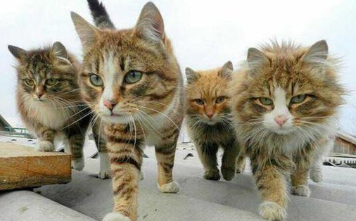 “Is a group of kittens really called a kindle?” | CATERPICKLES