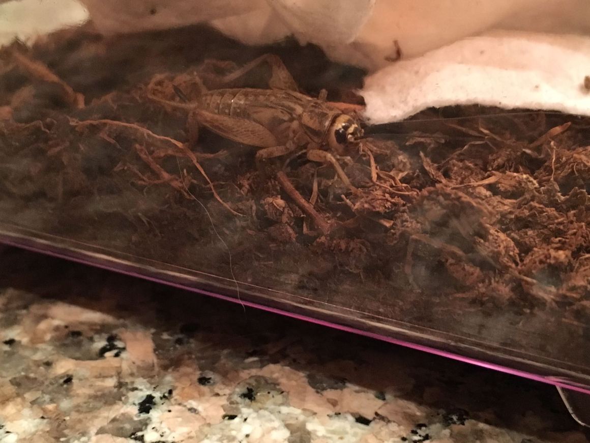 “How can you tell the difference between a male cricket and a female ...