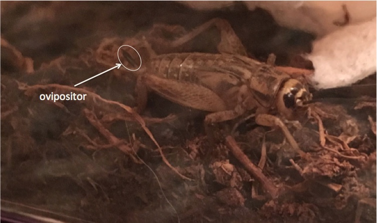 “How can you tell the difference between a male cricket and a female ...