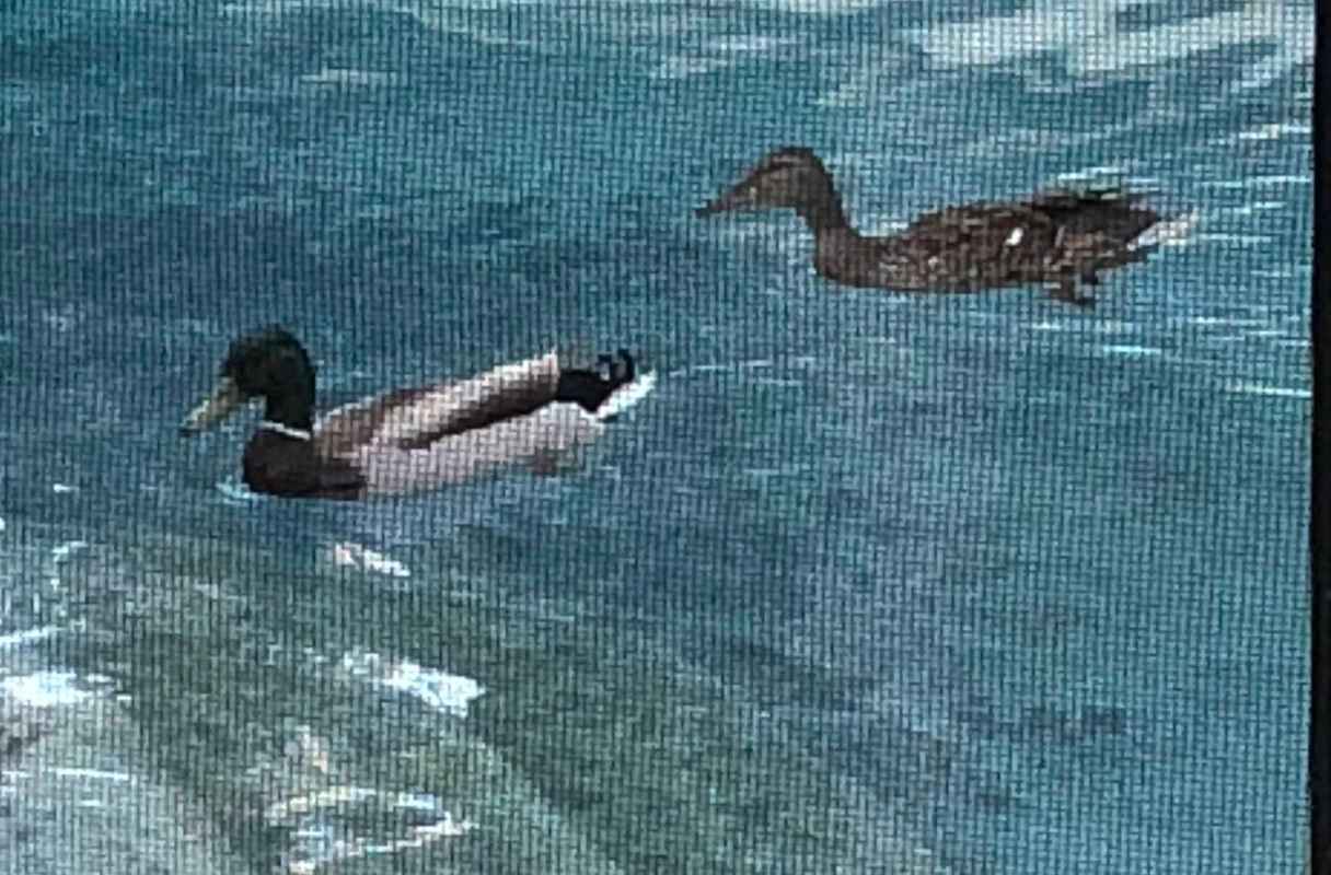 “There’s a mouse in my pool. Is it time to freak out?” | CATERPICKLES