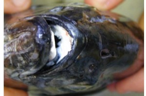 “Do fish have tongues?” | CATERPICKLES