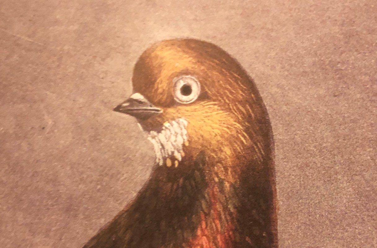 Why was Darwin so obsessed with pigeons? | CATERPICKLES