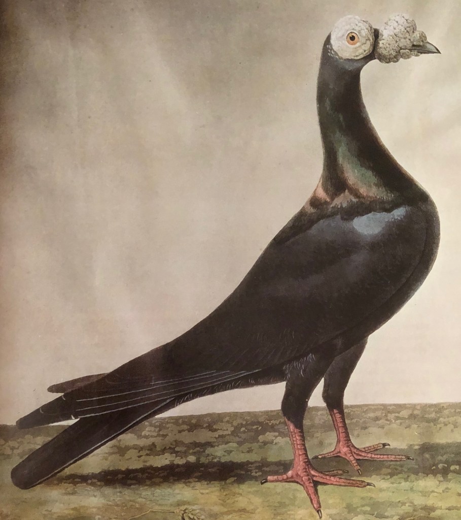 Why was Darwin so obsessed with pigeons? | CATERPICKLES