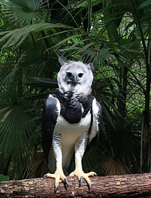 Sam the Eagle: Bald Eagle, Harpy Eagle, or Shoebill Stork? | CATERPICKLES