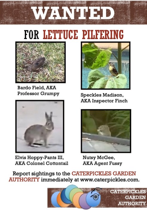 Who ate my lettuce?: A Caterpickles Investigative Report | CATERPICKLES